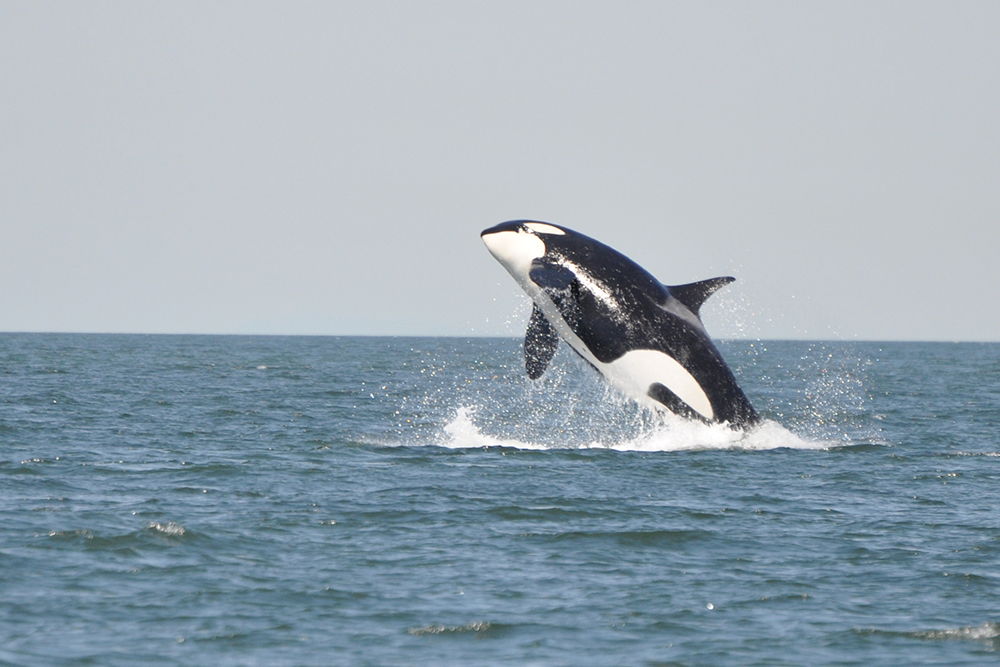 Types Mammals and Wildlife on Legacy Whale Tours - San Diego, CA